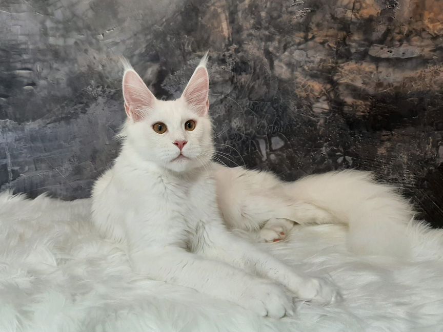 Мейн-кун котик