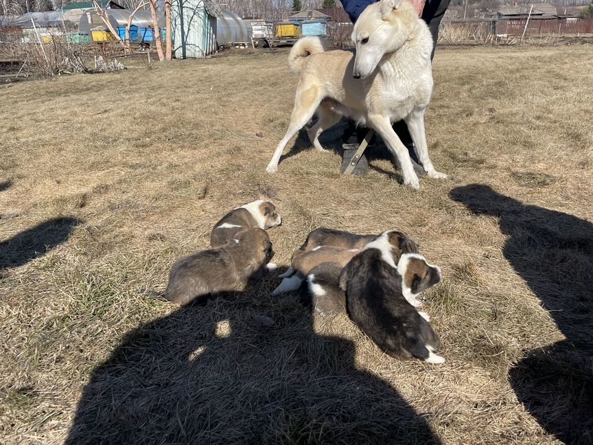 Щенки Зарадно Сибирской лайки