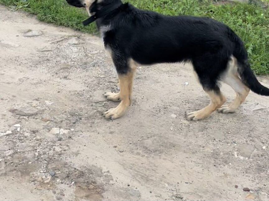 Восточноевропейская овчарка