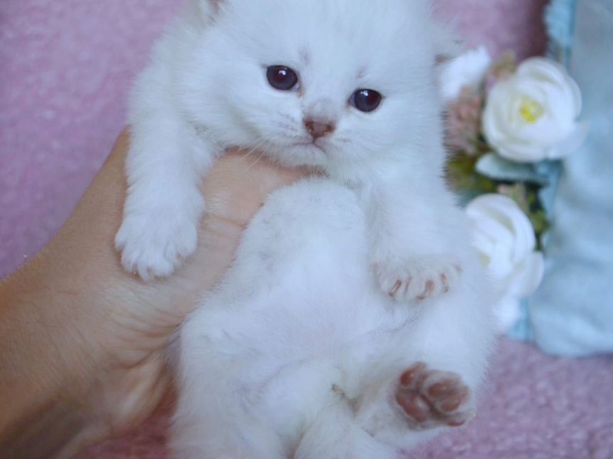 Британские котята