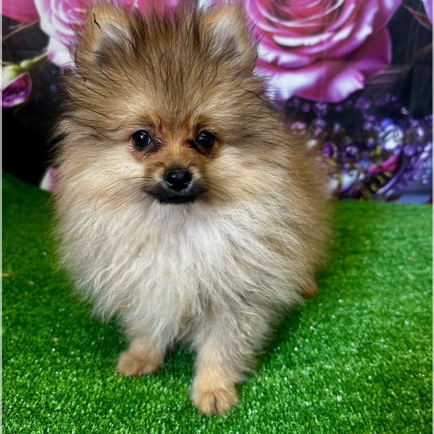 Померанский шпиц, щенок