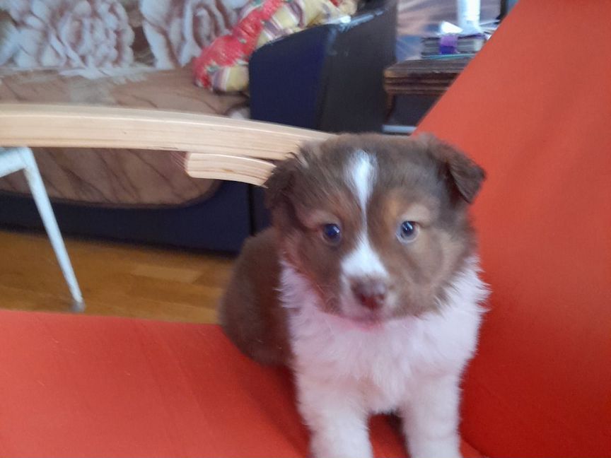 Щенок в добрые руки бесплатно маленькая