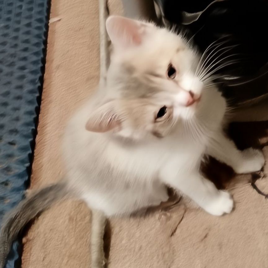 Котёнок в добрые руки