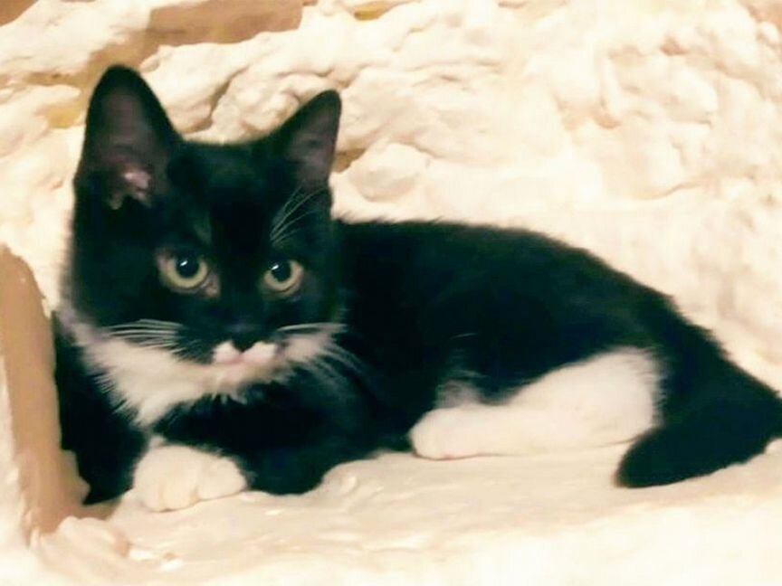 Котенок девочка чёрно-белая умненькая и ласковая