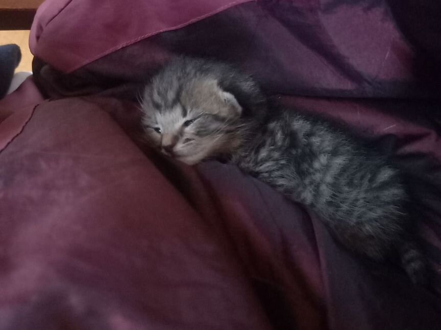 Шотландская кошка