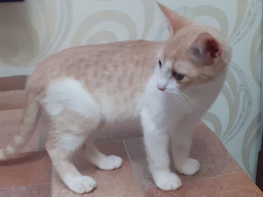 Котёнок Сандра