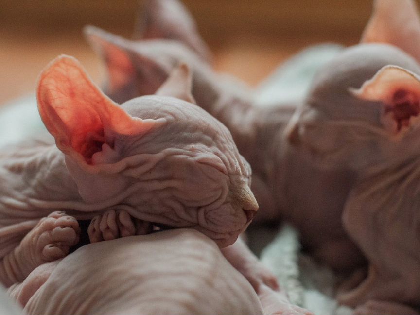 Донской сфинкс