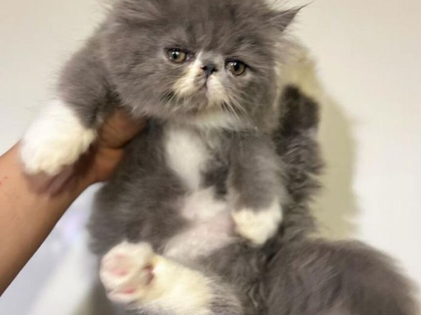 Персидские котята