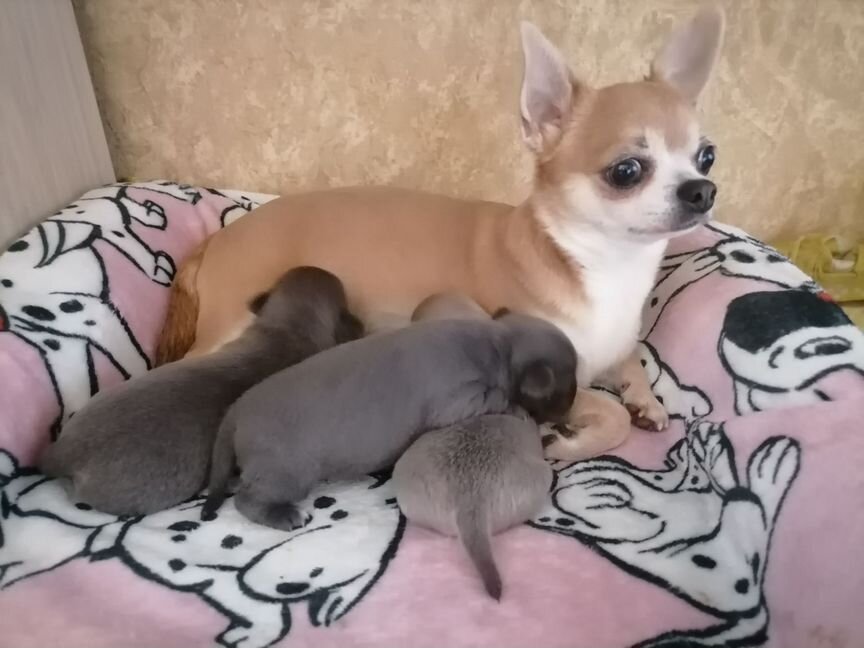 Чихуахуа щенки