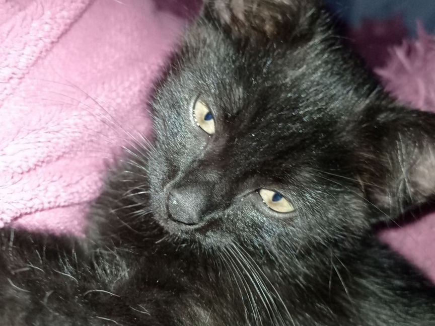 Котёнок черныш