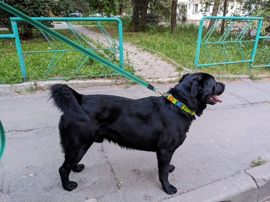 Потерялся пес. Кобель