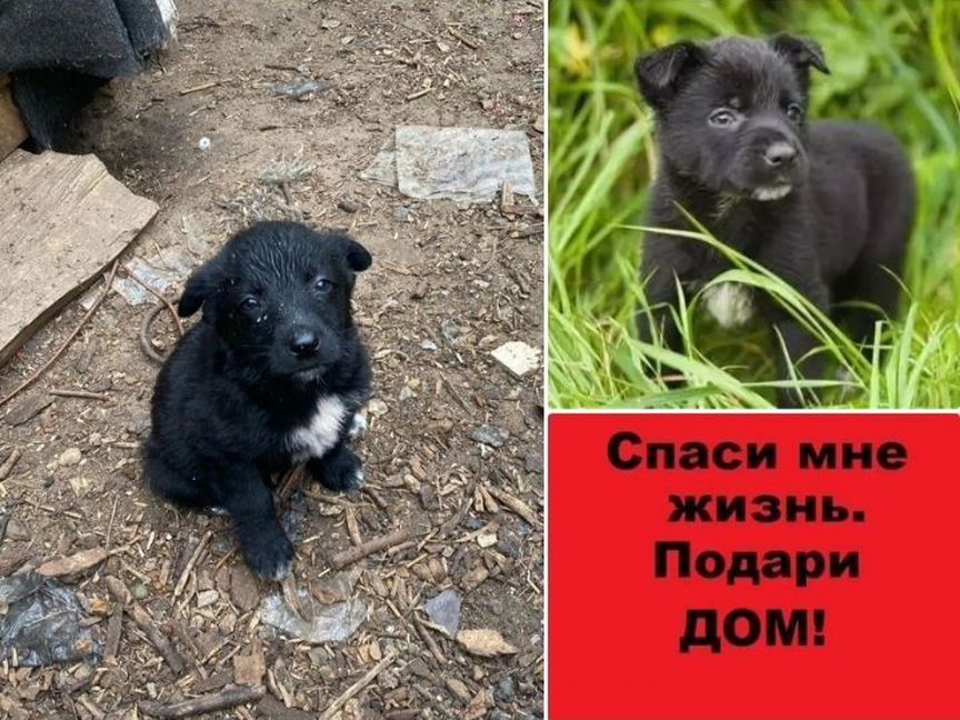 Малыш ищет дом