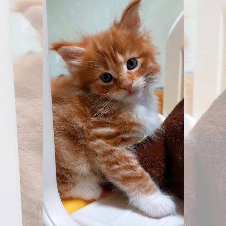 Мейн-кун котёнок