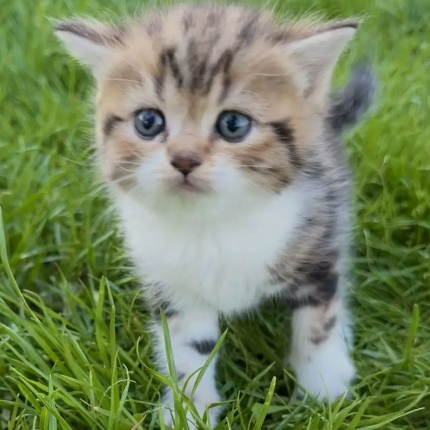 Шотландский вислоухий короткошёрстный котёнок