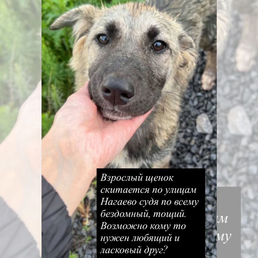 Щенки дворняжки бесплатно