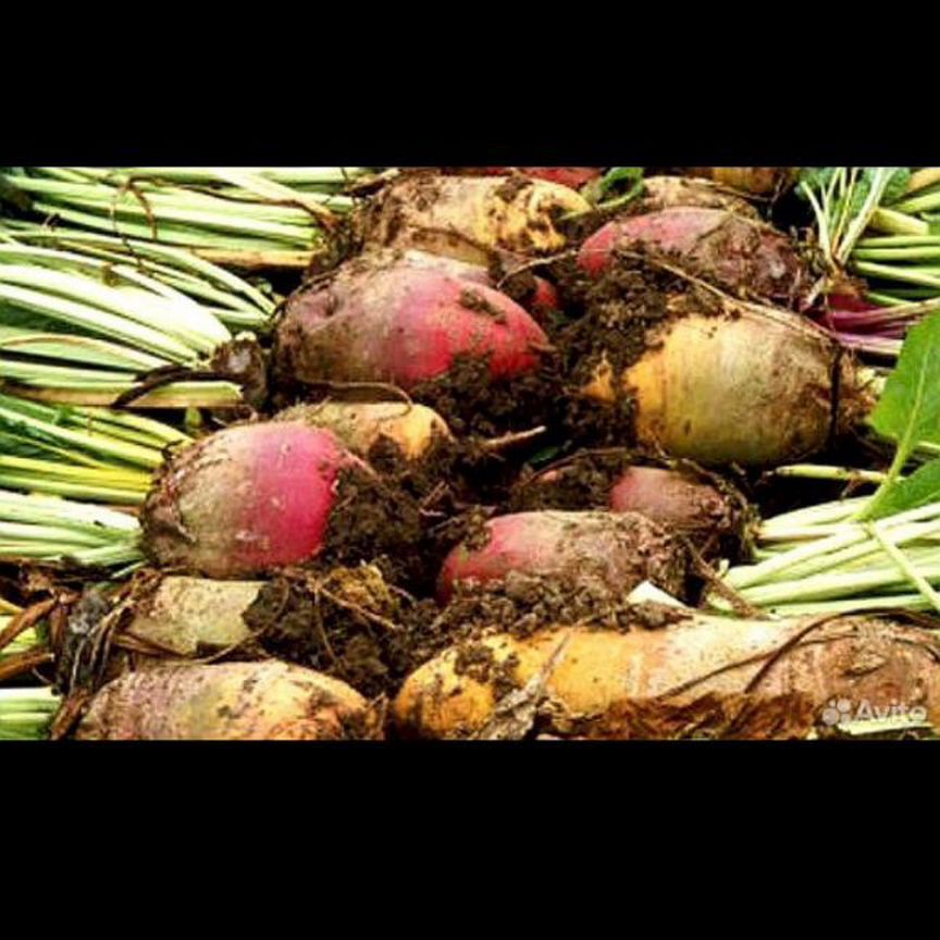 Свекла кормовая