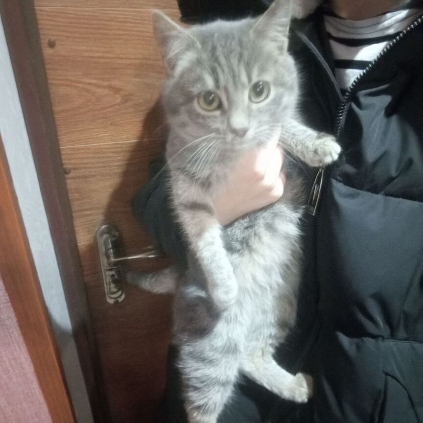 Котёнок