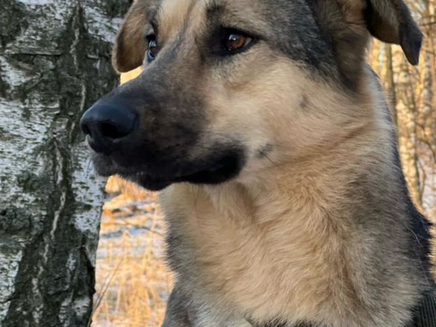 Собака ягодка Брусника, живёт в приюте