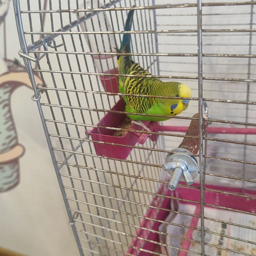 Волнистый попугай с клеткой