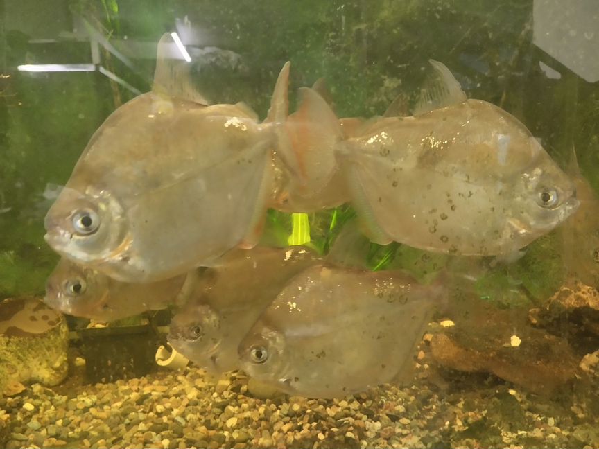 Аквариумные рыбки Метинис