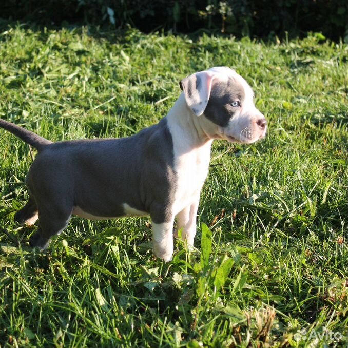 Голубой американский стаффордишрский терьер стафф