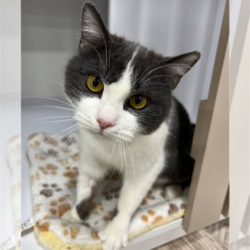 Взрослый кот в добрые руки