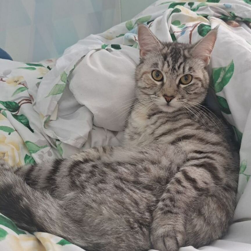 Египетская мау кошка