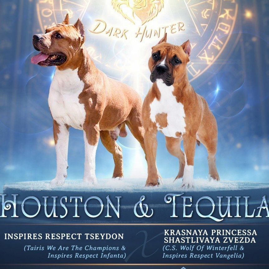 Американский стаффордширский терьер, щенок