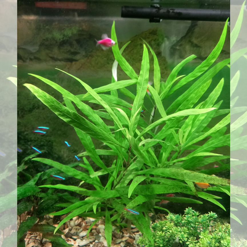 Аквариумные растения