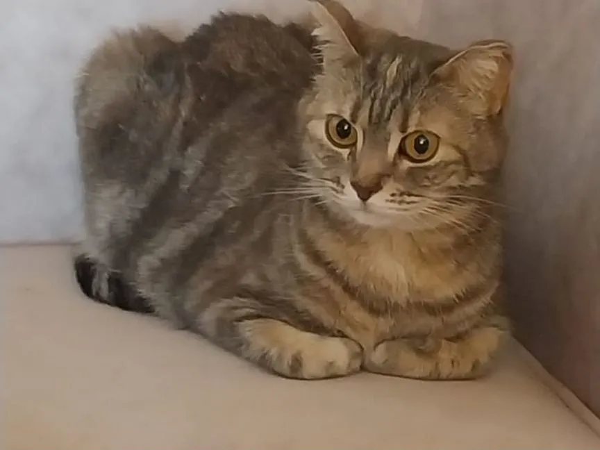 Кошка в дар