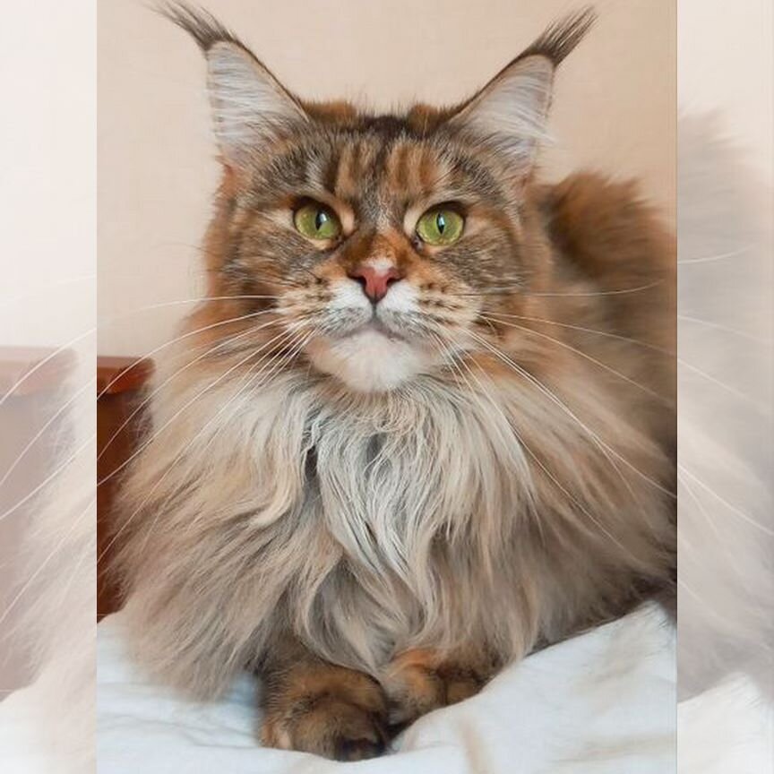 Кошка Мейн-Кун