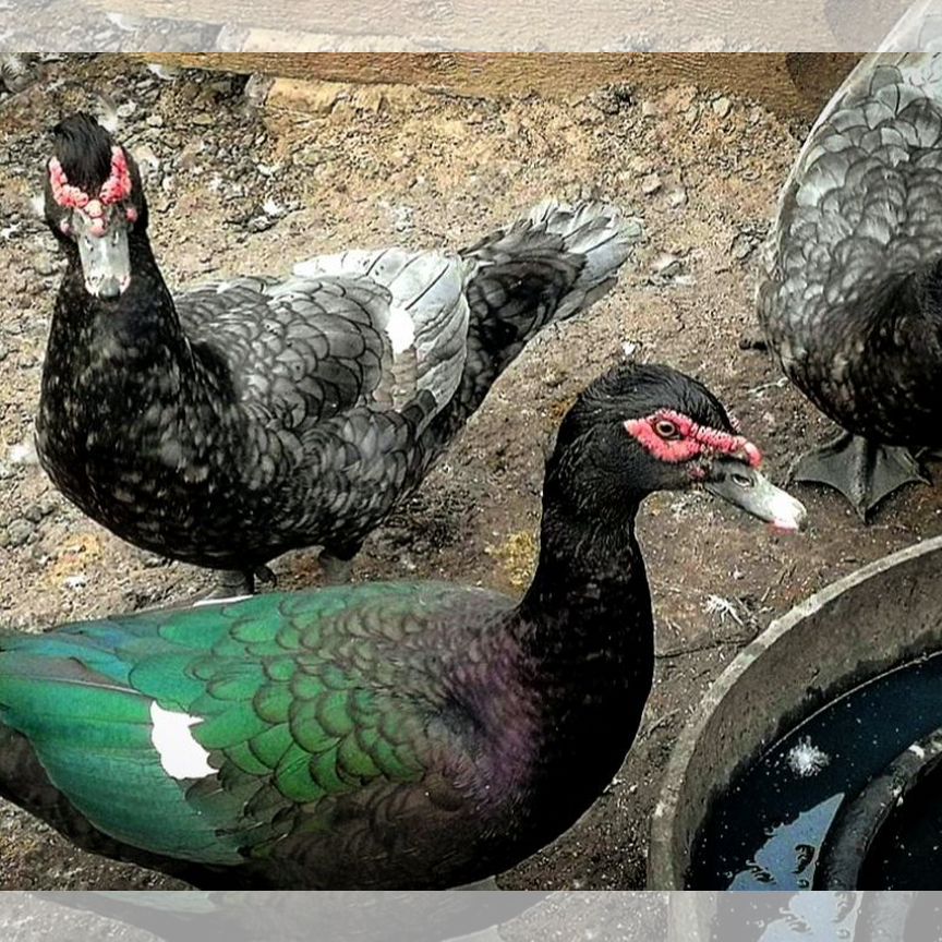 Утки голубой / изумрудной породы