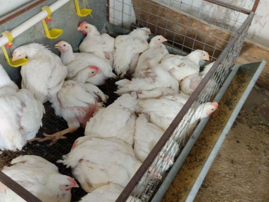 Куры бройлеры