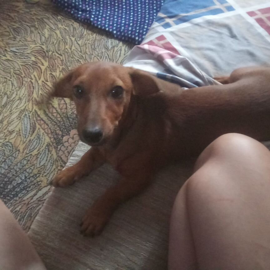 Продам таксу