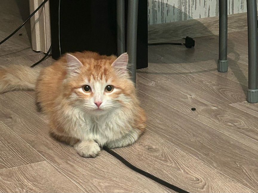 Кот в добрые руки