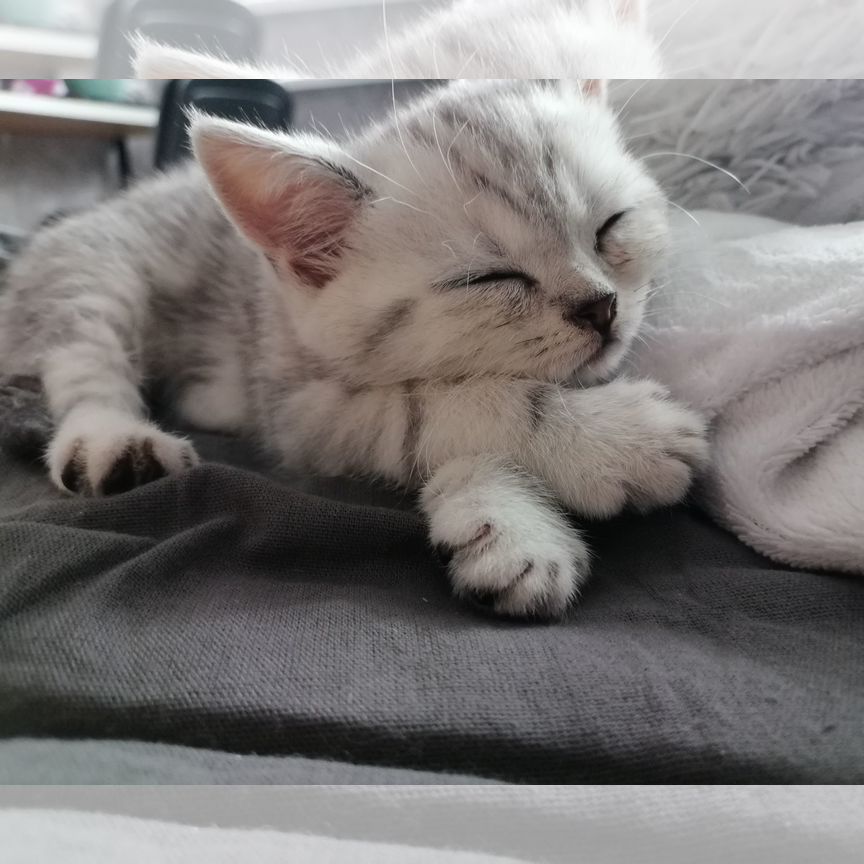 Очаровательный котёнок шотландский породы