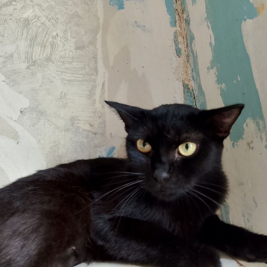 Кошки в добрые руки бесплатно