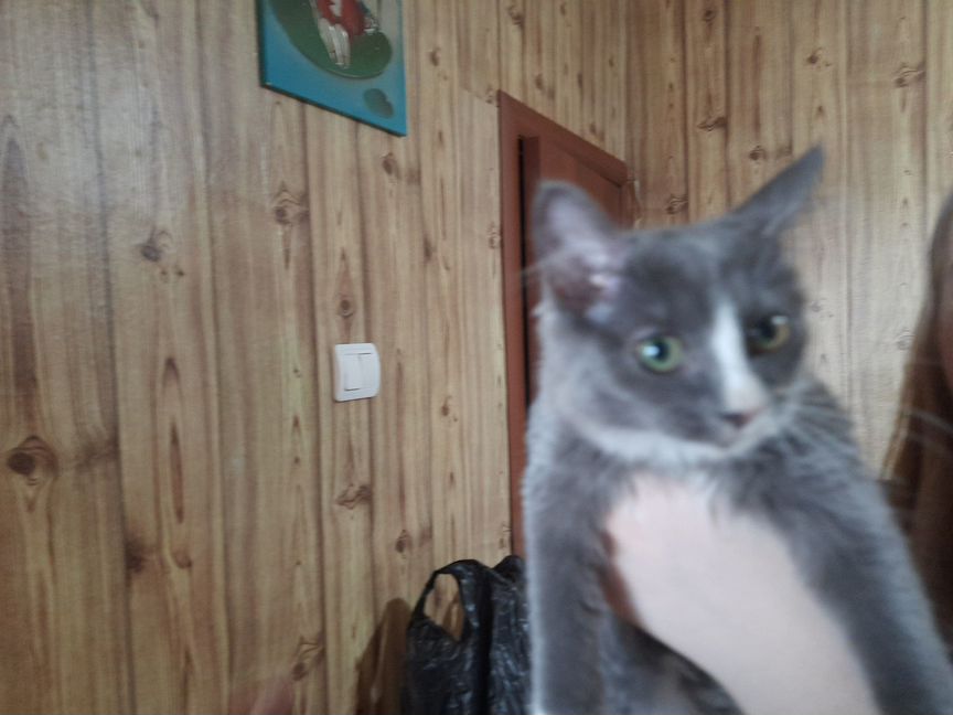 Сибирская кошечка