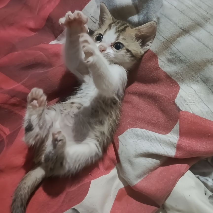 Котёнок в добрые руки