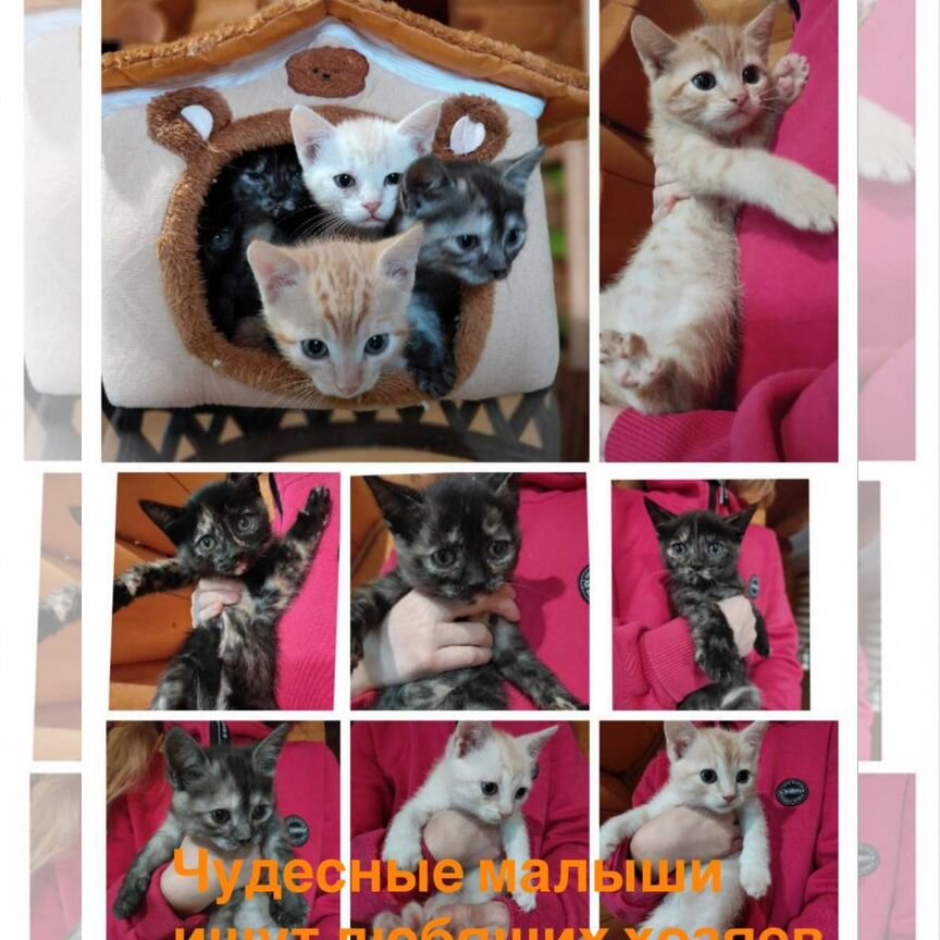 Котёнок в добрые руки