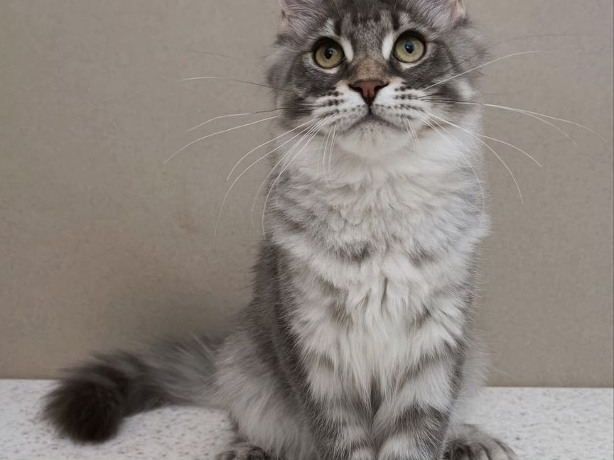 Мейн-кун полидакт девочка