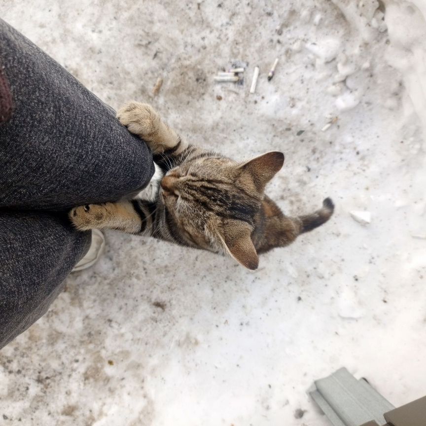 Спасите котенка