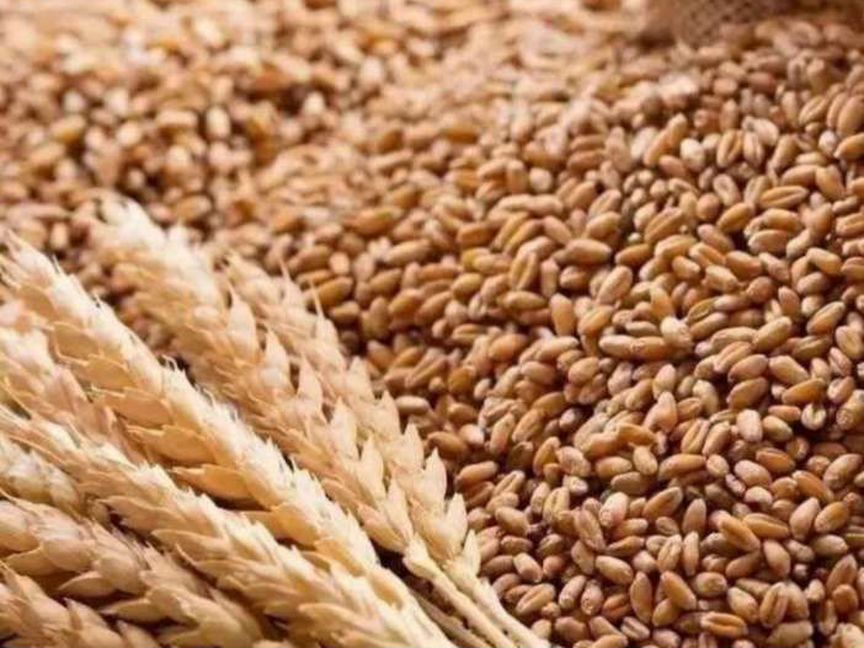 Пшеница
