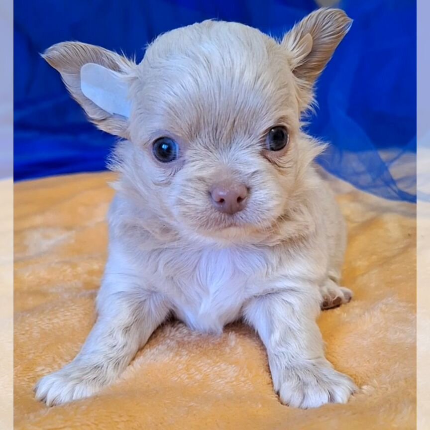 Чихуахуа, щенок