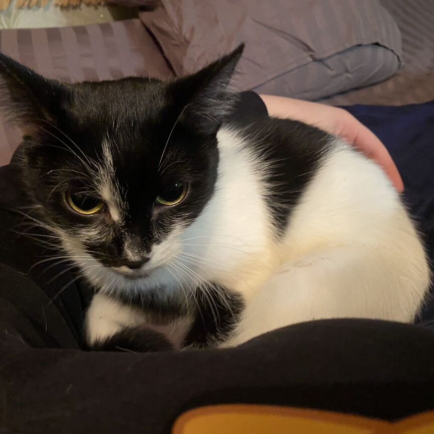 Отдам кошку в добрые руки