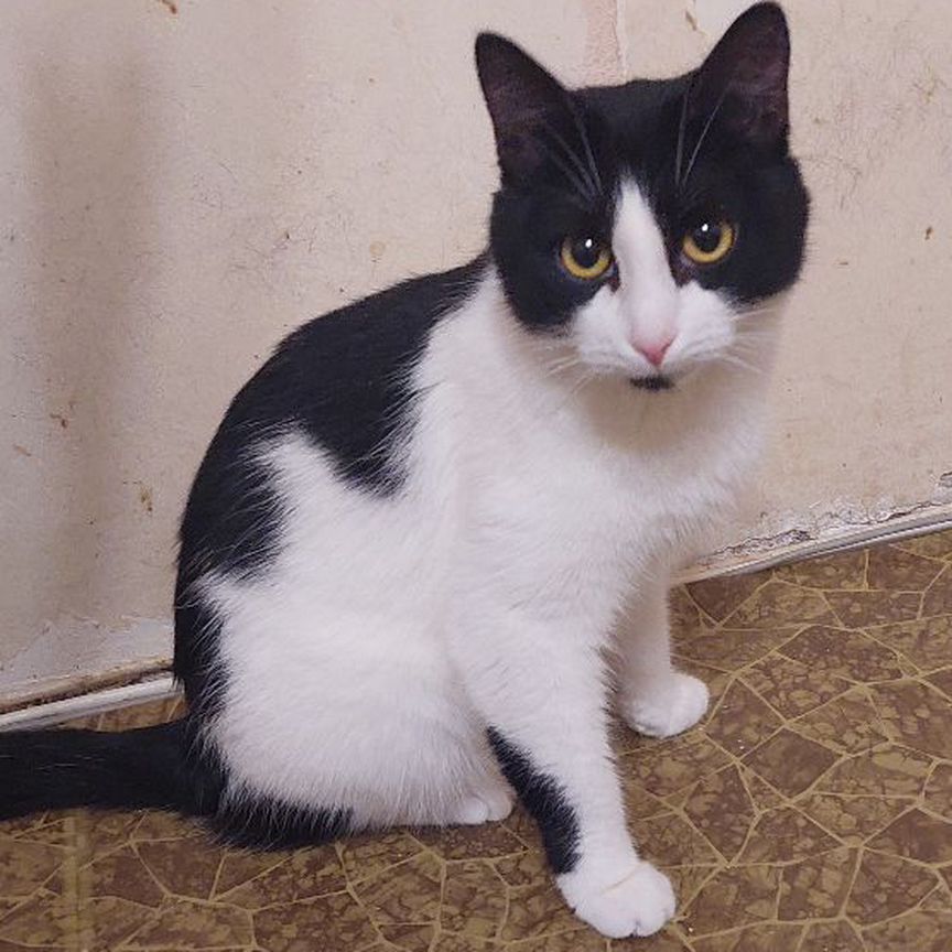 Котенок подросток Небесной Красоты Бесплатно