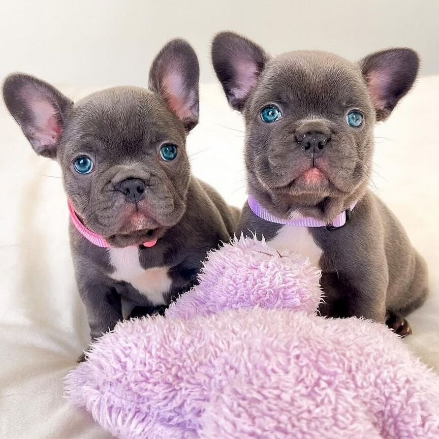 Французский бульдог