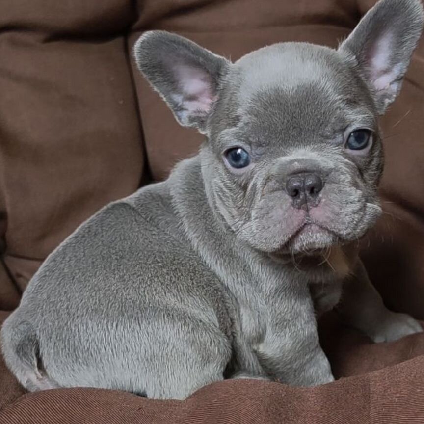 Французский бульдог, щенок