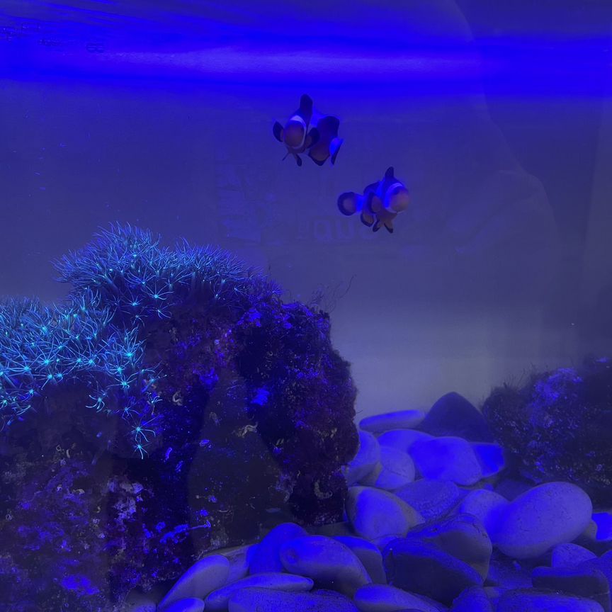 Морской аквариум