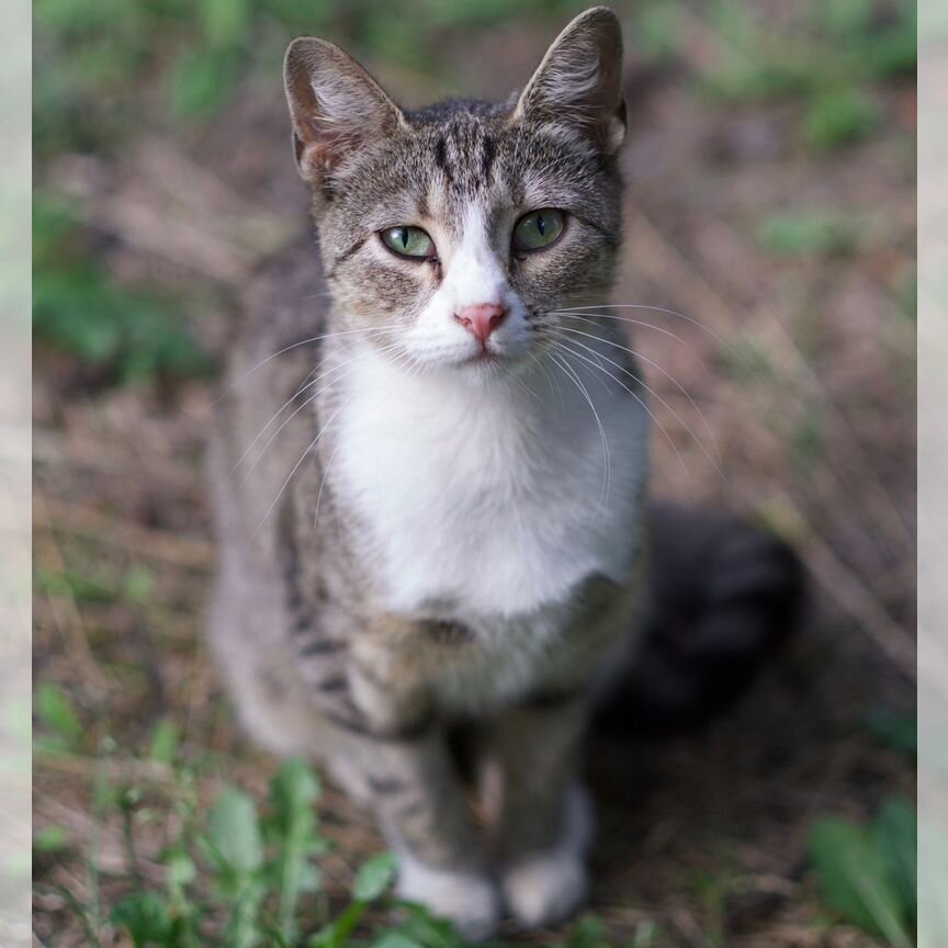 Сладкая Барбариска (кошка, 2,5 года)